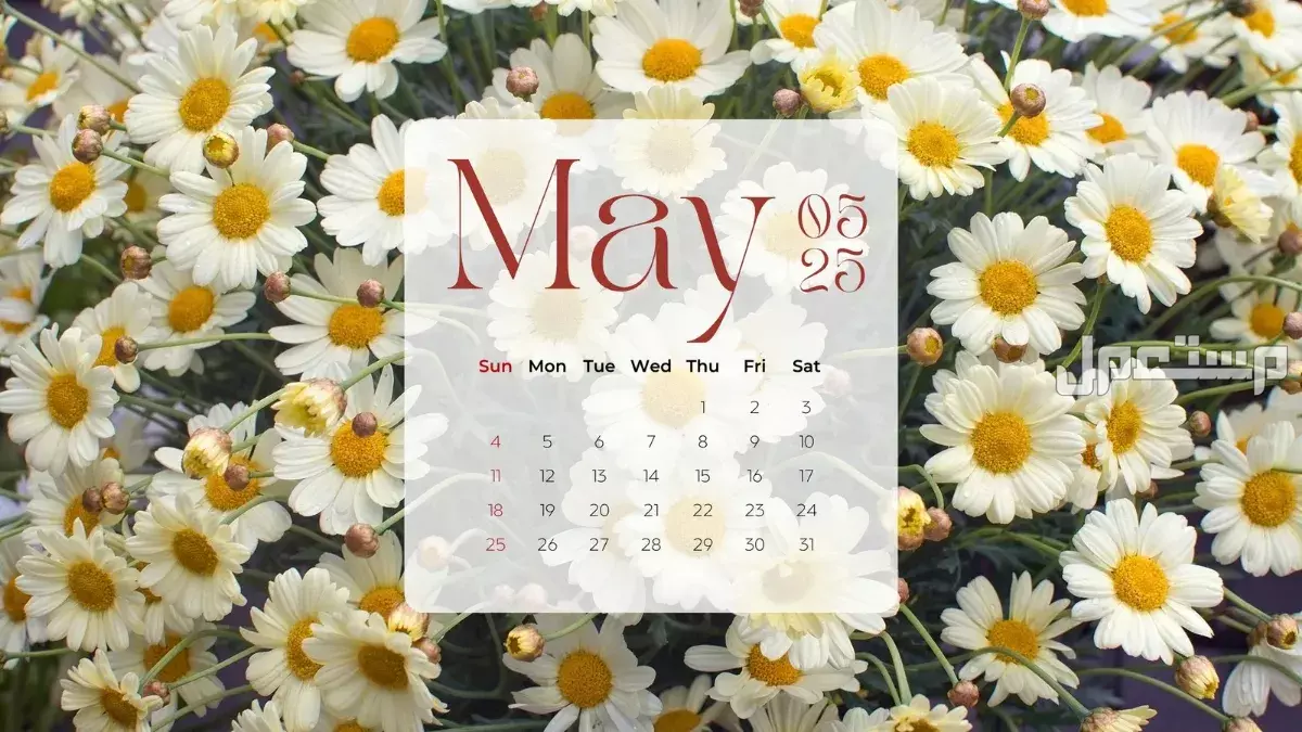 الايام العالمية في شهر مايو 2025.. دليل شامل - Mstaml