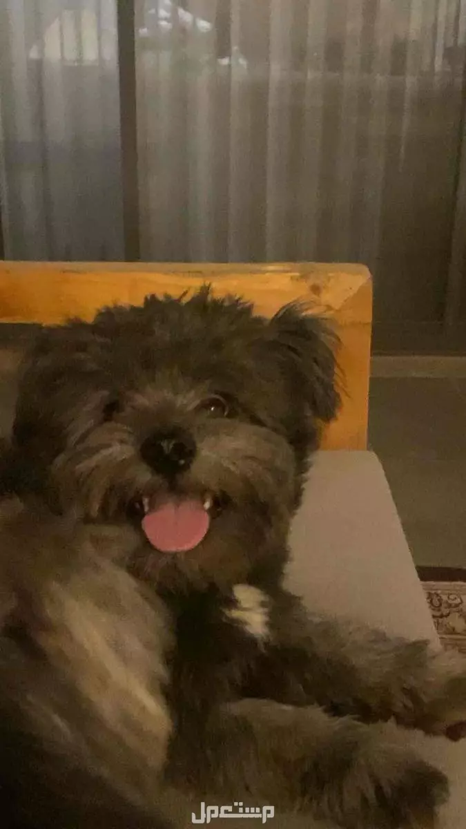 كلاب للبيع انثى وذكر على السوم - Mstaml